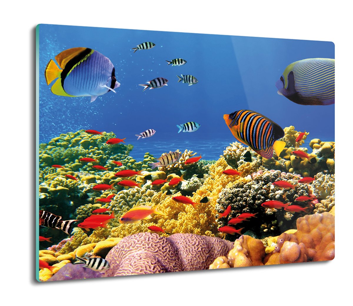 osłona splashback szklana Ryby rafa koralowa 60x52, ArtprintCave ...