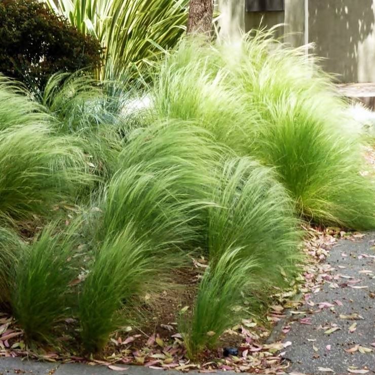 Ostnica mocna Stipa Pony Tails 1 szt. doniczka P11 Trawa ozdobna ...