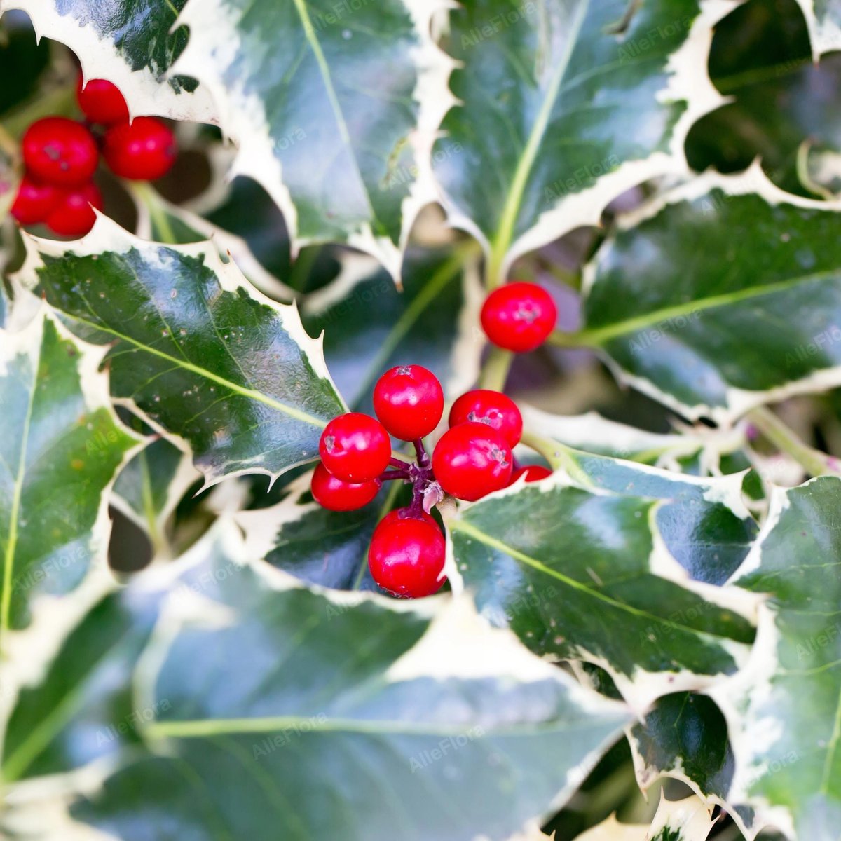 Ostrokrzew kolczasty 'Silver Queen' (Ilex aquifolium) Doniczka 2.0L ...