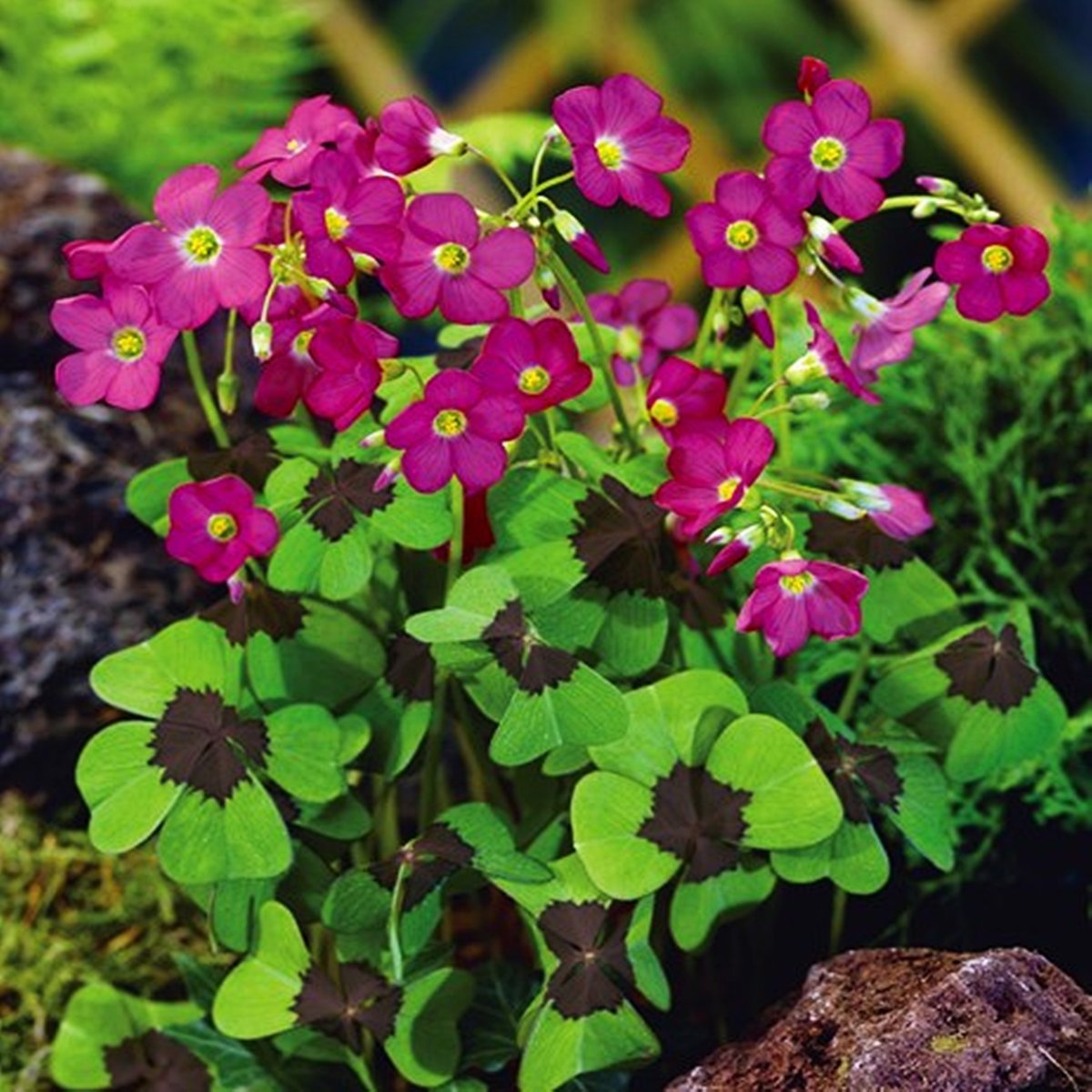 Oxalis Deppei Szczawik Iron Cross 20 szt. - BENEX | Sklep EMPIK.COM