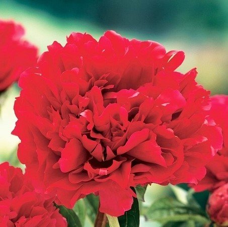 Paeonia Felix Crouse Piwonia 'Felix Crouse' - Inna marka | Sklep EMPIK.COM