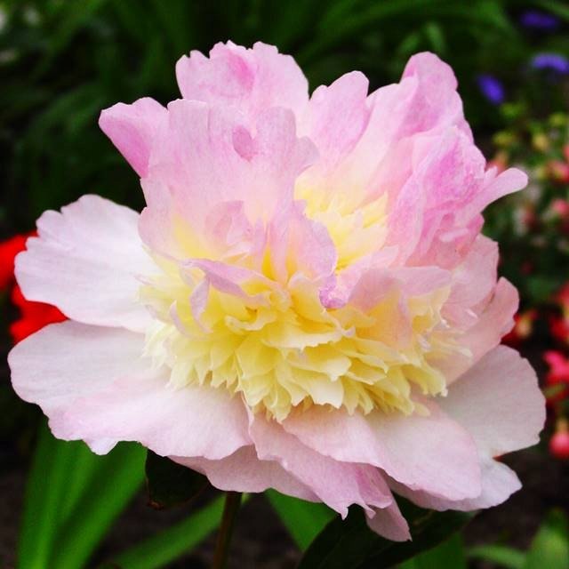 Paeonia Piwonia chińska Raspberry Sundae 1 szt. - Inna marka | Sklep ...