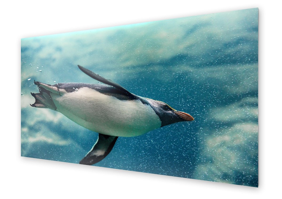 Panel kuchenny HOMEPRINT Nowozelandzki pingwin 140x70 cm - HOMEPRINT | Sklep EMPIK.COM