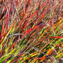 Panicum Trawa Proso Rotstrahlbusch 1 szt. doniczka P9 - Królik | Sklep ...