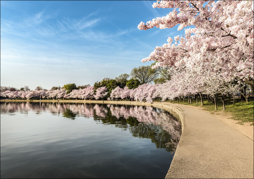 Path along the Potomac River Tidal Basin during Washington’s spring ...