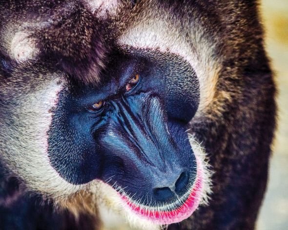 Pawian - Mały Plakat - Nice Wall | Sklep EMPIK.COM