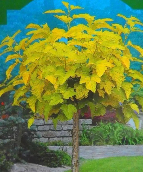 PĘCHERZNICA żółta na pniu - sadzonki 130 / 150 cm - Gospodarstwo rolne Dobrosław Kresowski ...