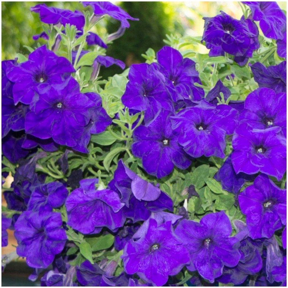 Petunia Wielkokwiatowa FIOLETOWA (Petunia X Hybryda Grandiflora ...