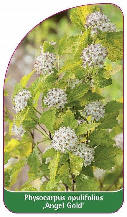 Physocarpus opulifolius 'Angel Gold' etykiety - Euroflora | Sklep EMPIK.COM