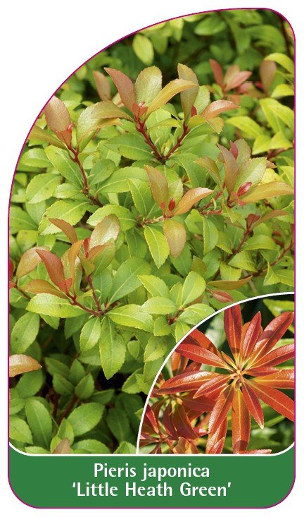 Pieris japonica 'Little Heath Green' - A etykiety szkółkarskie ...