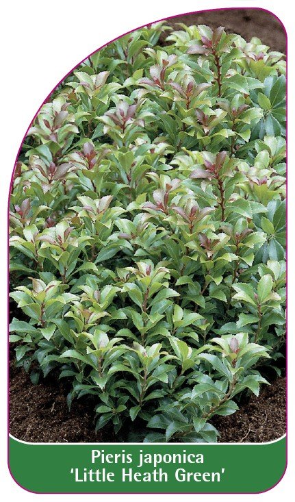 Pieris japonica 'Little Heath Green' - B - etykiety szkółkarskie ...