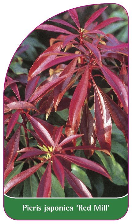 Pieris japonica 'Red Mill' etykieta szkółkarska - Inna marka | Sklep ...