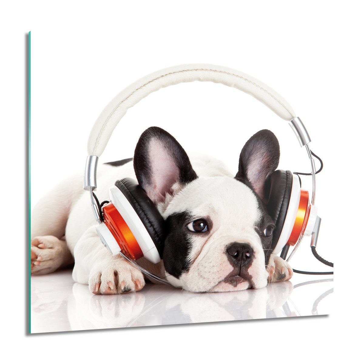 Pies w słuchawkach foto-obraz obraz szklany, 60x60 cm - ArtPrintCave ...
