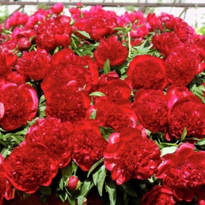 PIWONIA CZERWONA FELIX CROUSE SADZONKA 1 SZT - Inna marka | Sklep EMPIK.COM