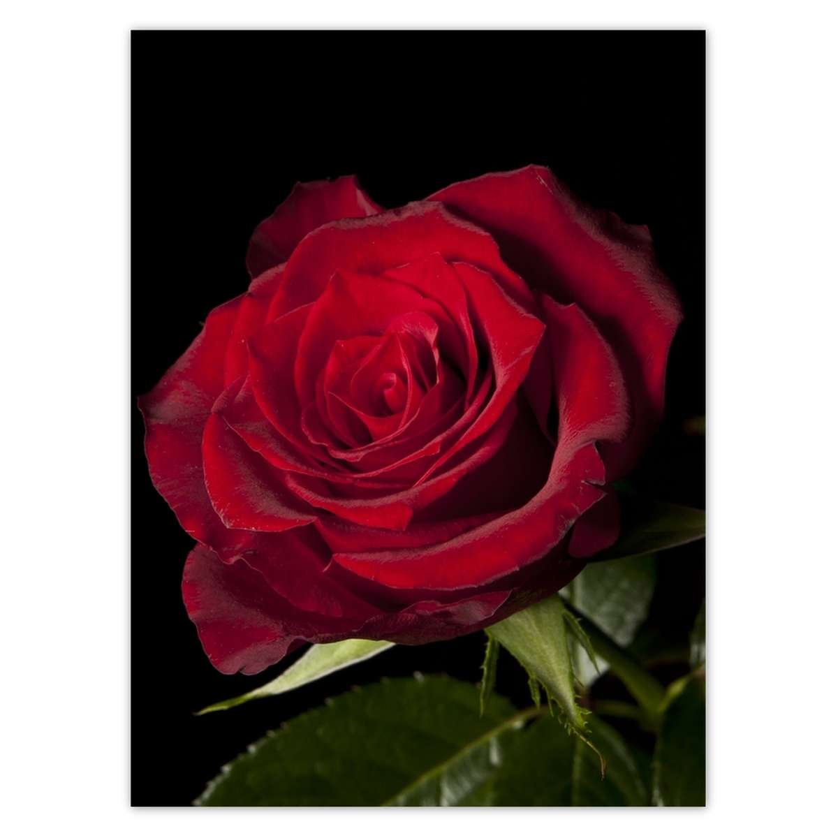 Plakat 100x135 Śliczna róża - ZeSmakiem | Sklep EMPIK.COM
