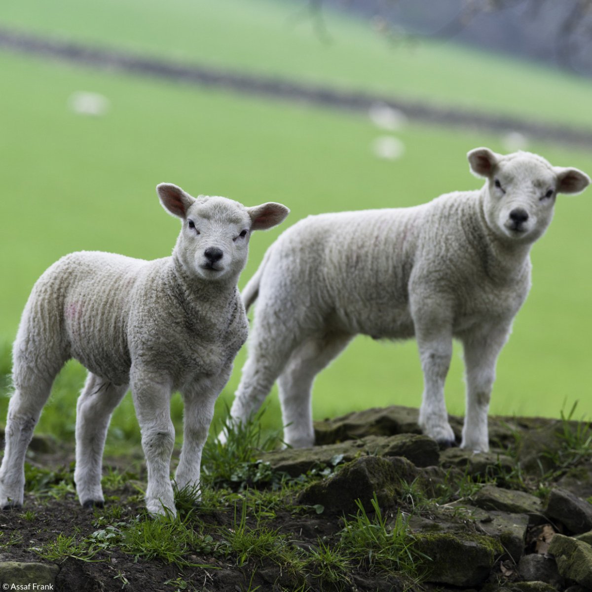 Plakat 20x20cm Dwa baranki stojące na polu, Assaf - Zakito Posters ...