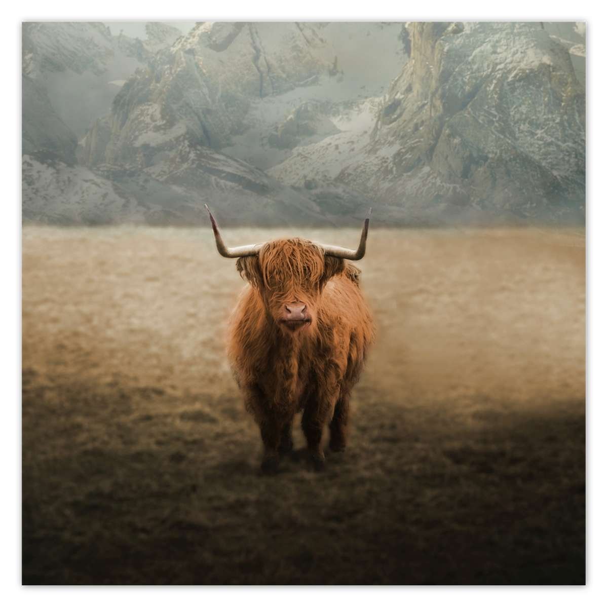 Plakat 50x50 Bydło rogate - ZeSmakiem | Sklep EMPIK.COM