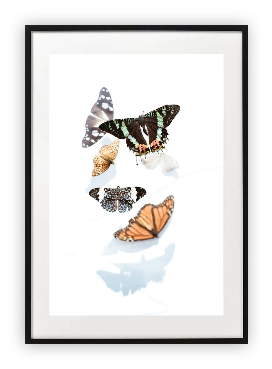 Plakat A4 21x30 cm Motyle Wiosna WZORY - Printonia | Sklep EMPIK.COM