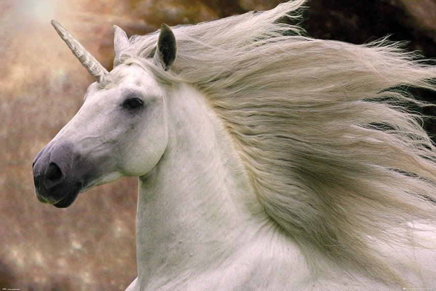 plakat BOB LANGRISH - UNICORN - GB eye | Sklep EMPIK.COM