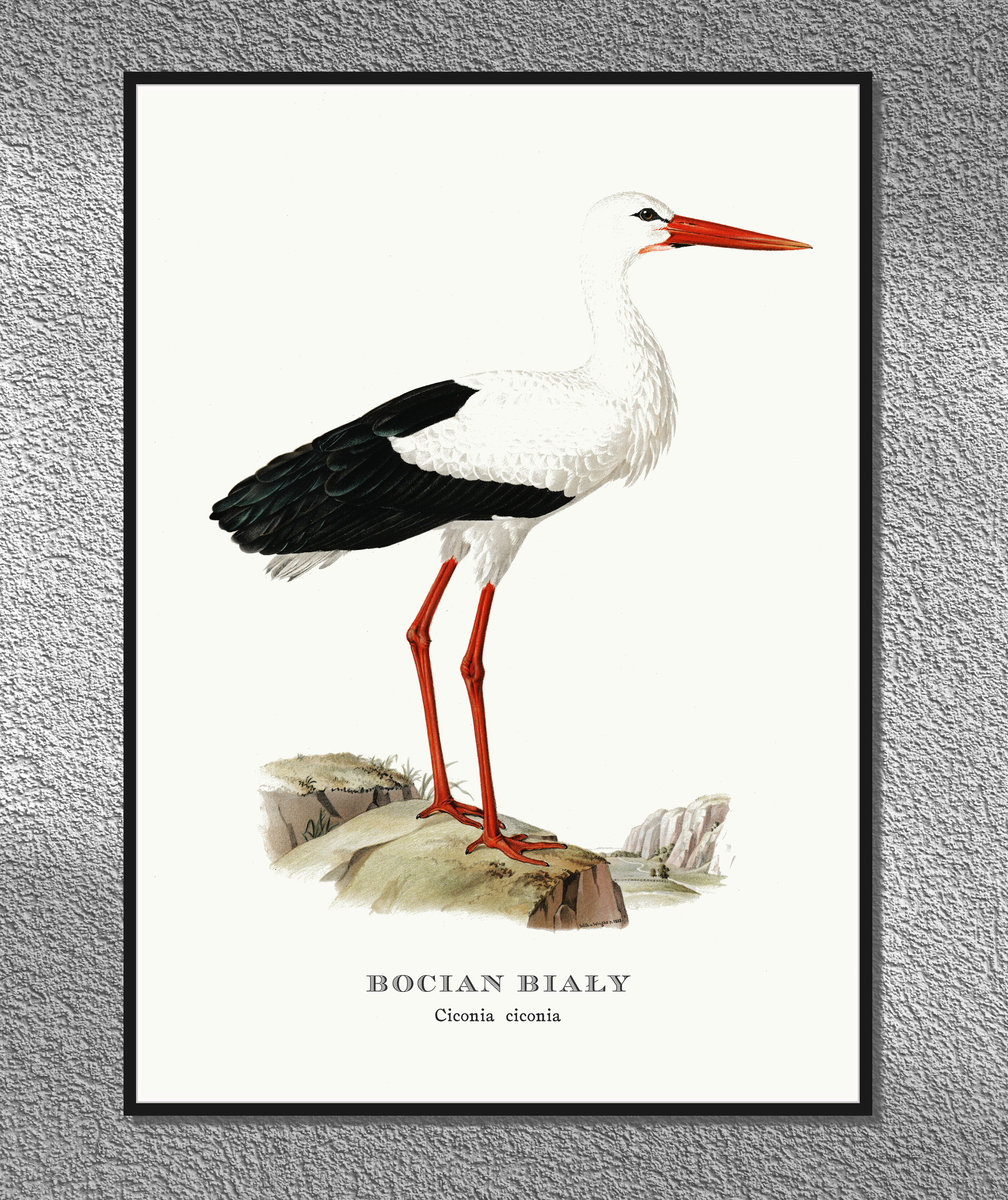 Plakat Bocian Biały, ptaki Polski, grafika ze starego atlasu ptaków ...