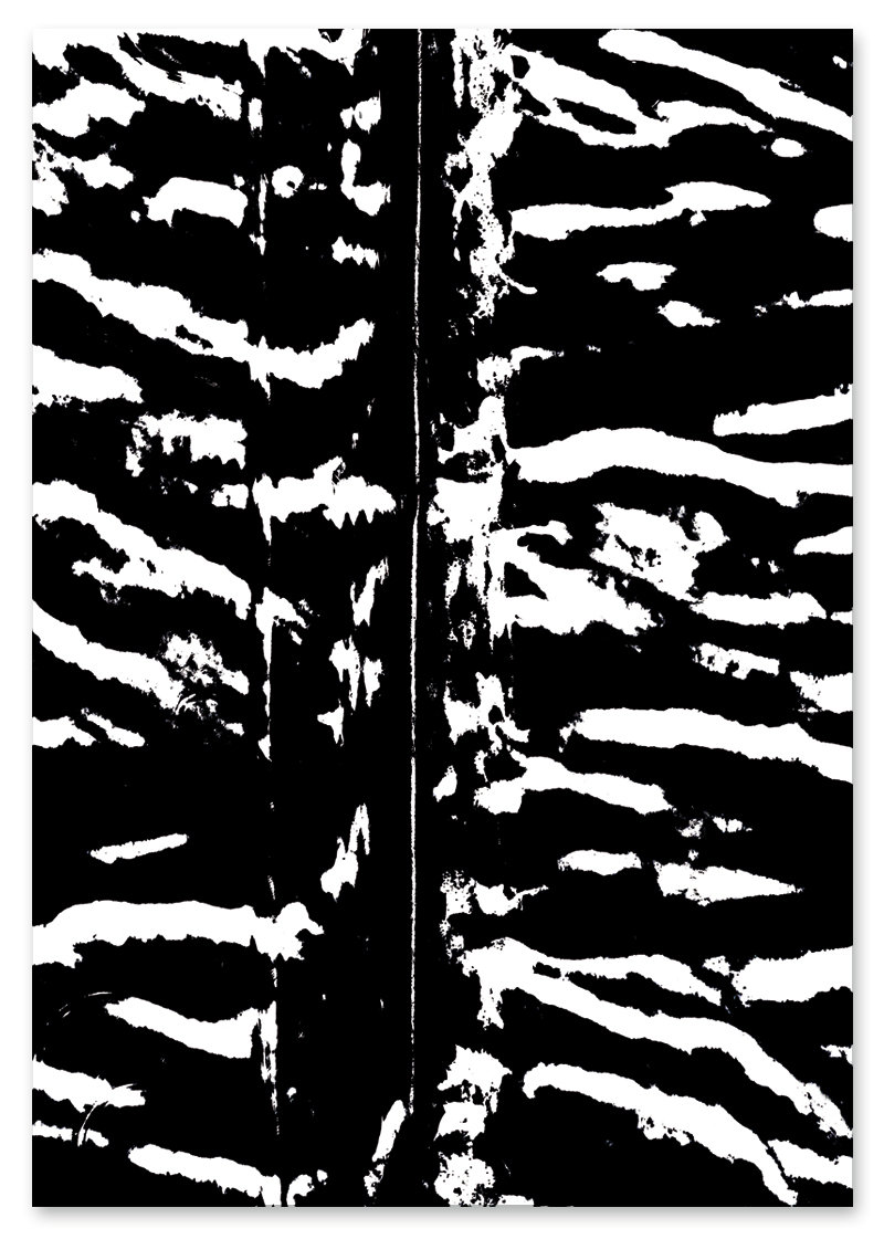 Plakat czarnobiały zebra 29,7x42 cm A3 - Inna marka | Sklep EMPIK.COM