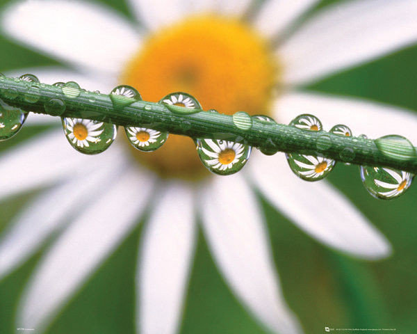 plakat DAISY - DEW - GB eye | Sklep EMPIK.COM