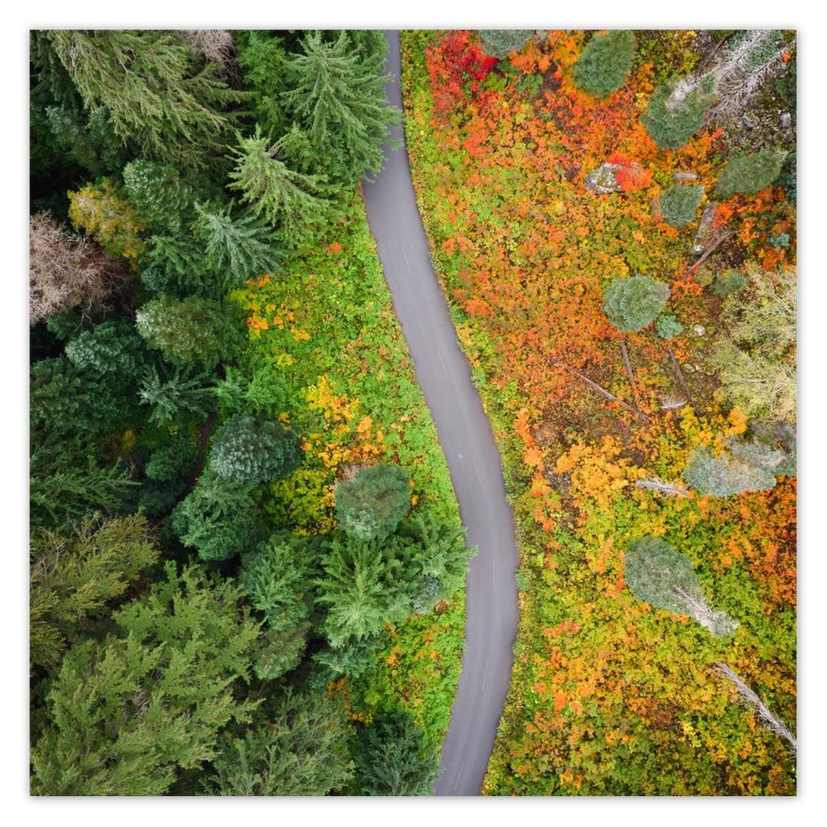 Plakat Droga Las Jesień, 100x100 cm - ZeSmakiem | Sklep EMPIK.COM