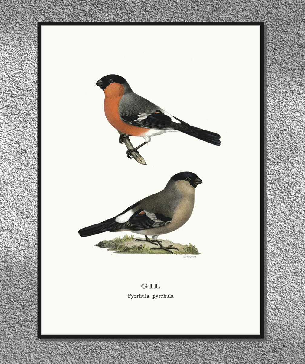 Plakat Gil, ptaki Polski, grafika ze starego atlasu ptaków 21x30 cm (A4 ...