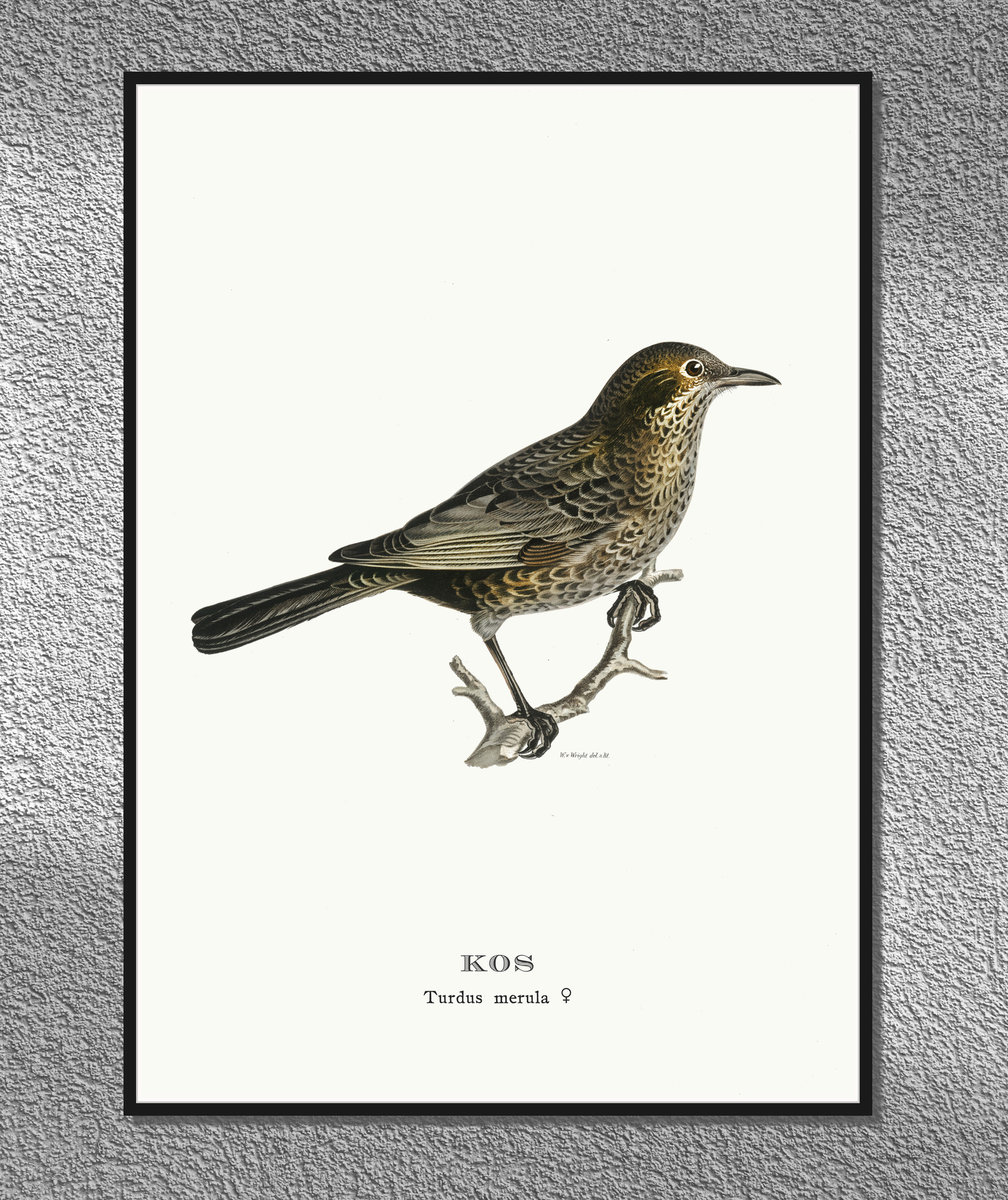 Plakat Kos (samica), ptaki Polski, grafika ze starego atlasu ptaków ...