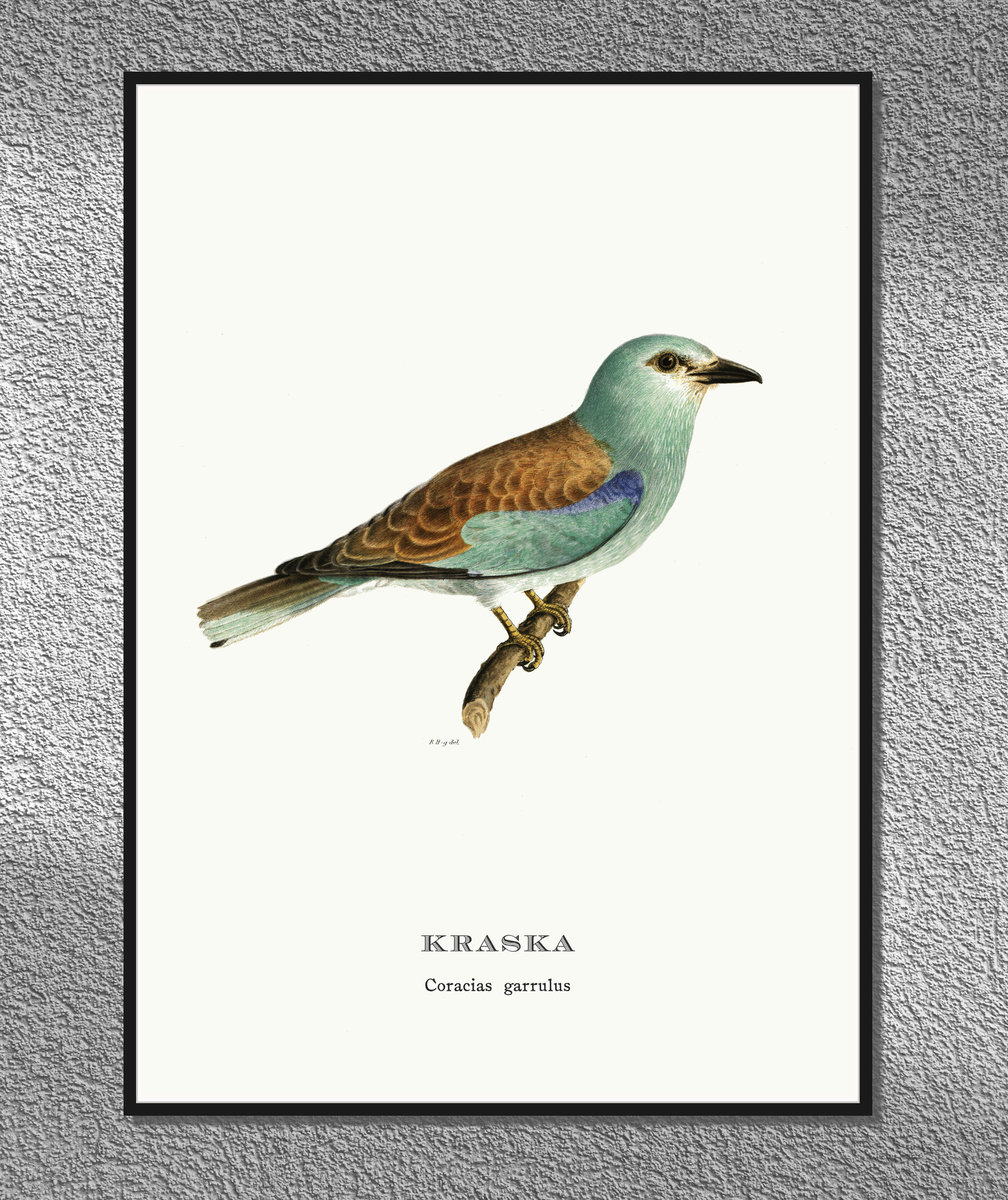 Plakat Kraska, ptaki Polski, grafika ze starego atlasu ptaków 21x30 cm ...