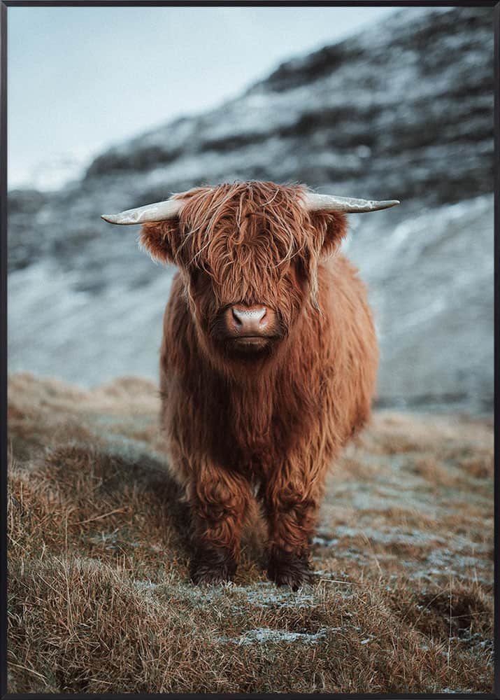 Plakat Krowa Szkocka - 70x100 cm - Posteracademy | Sklep EMPIK.COM