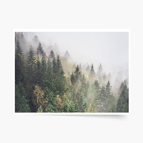 Plakat, Las: Wild, 80x60 cm - Empik Foto | Sklep EMPIK.COM