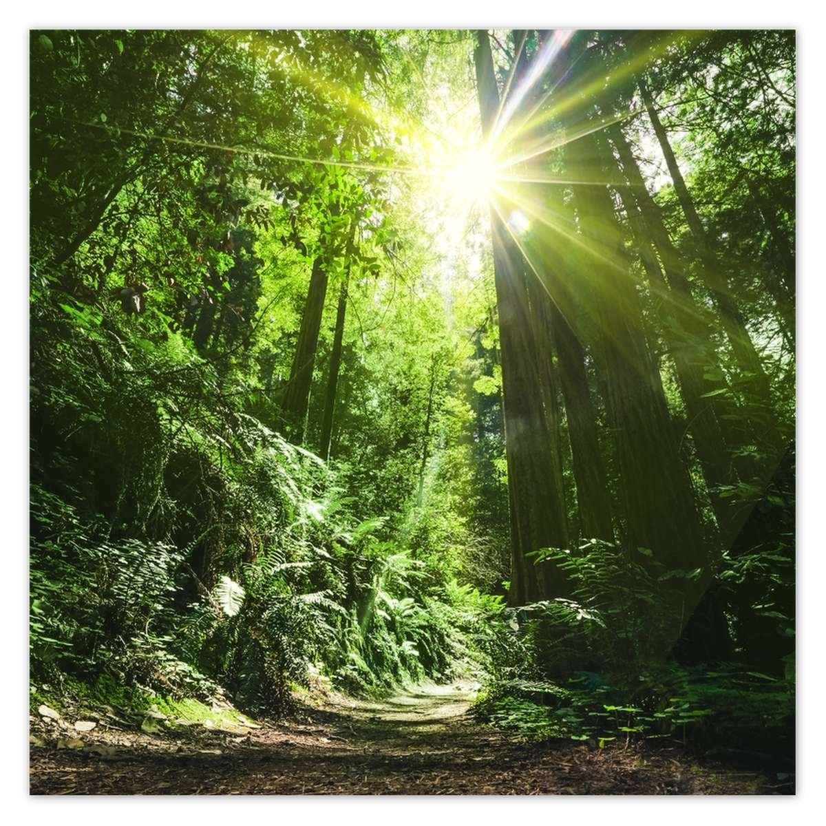 Plakat Magiczny las Krajobraz, 70x70 cm - ZeSmakiem | Sklep EMPIK.COM