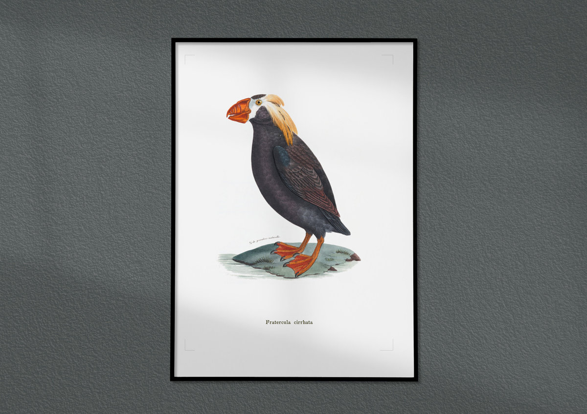 Plakat Maskonur, ptaki Polski, grafika ze starego atlasu ptaków 30x40 ...