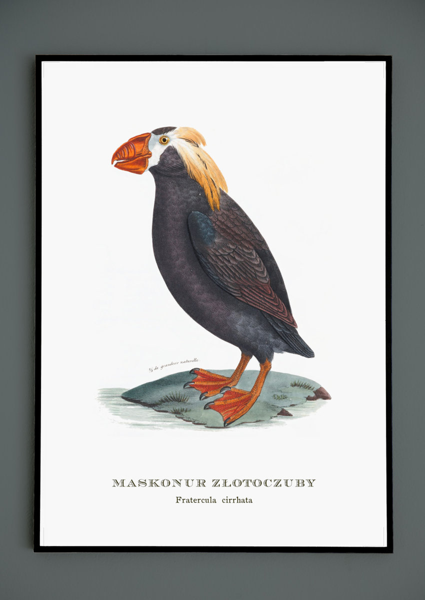 Plakat Maskonur, stara grafika na ścianę 21x30 A4 / DodoPrint - Inny ...
