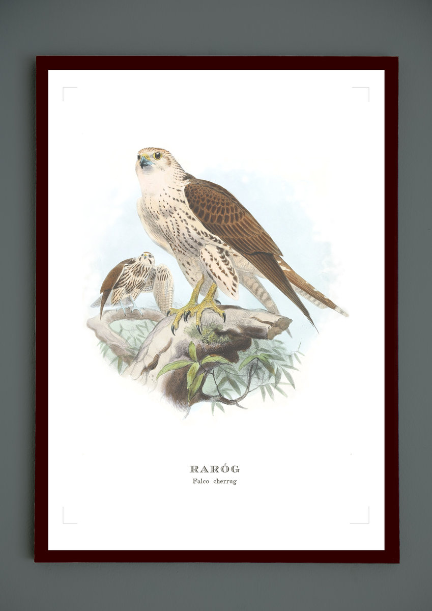 Plakat młody Raróg, ptaki Polski, grafika ze starego atlasu ptaków ...