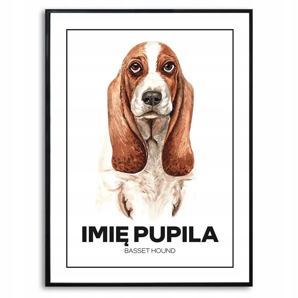 Plakat Obraz Duży 140x100cm Pies BASSET HOUND Rysuek IMIĘ PUPILA ...