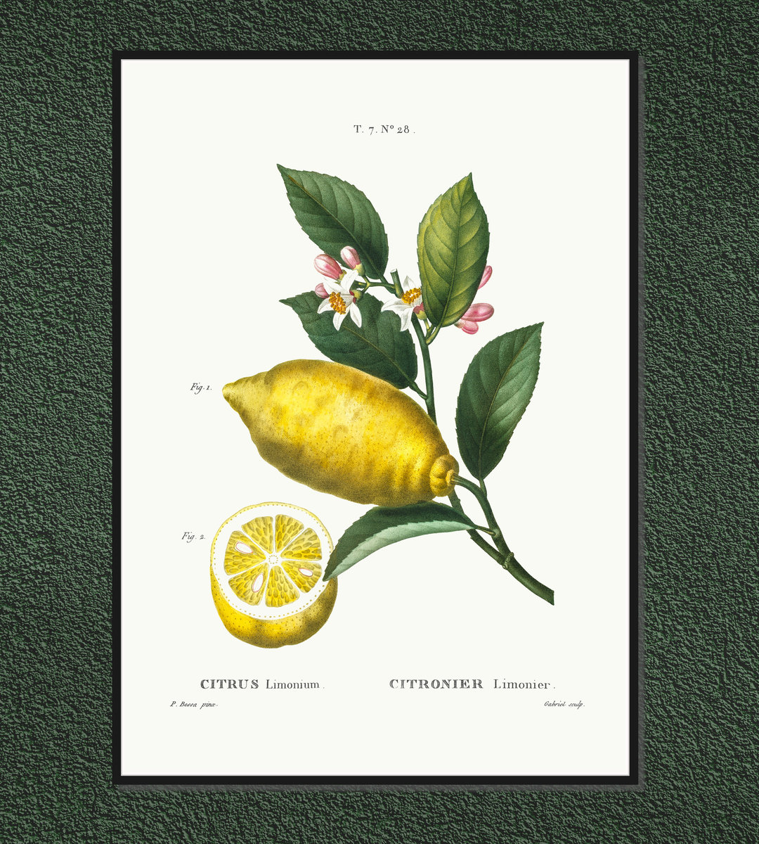 Plakat Owoce Vintage Cytryna 21X30 Cm / Dodoprint - Dodoprint | Sklep ...