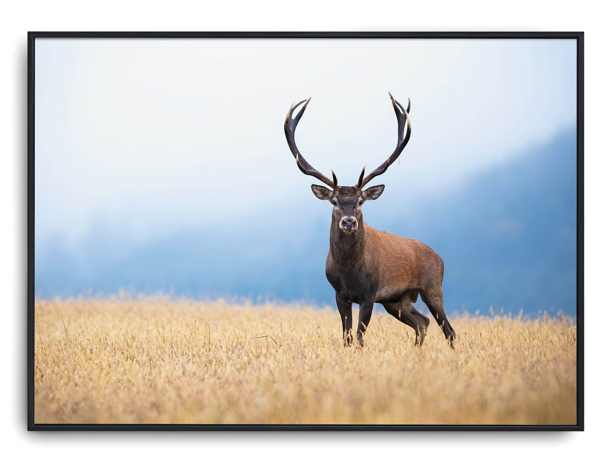 Plakat r 91x61 cm Jeleń Pole Natura Zwierze - Printonia | Sklep EMPIK.COM
