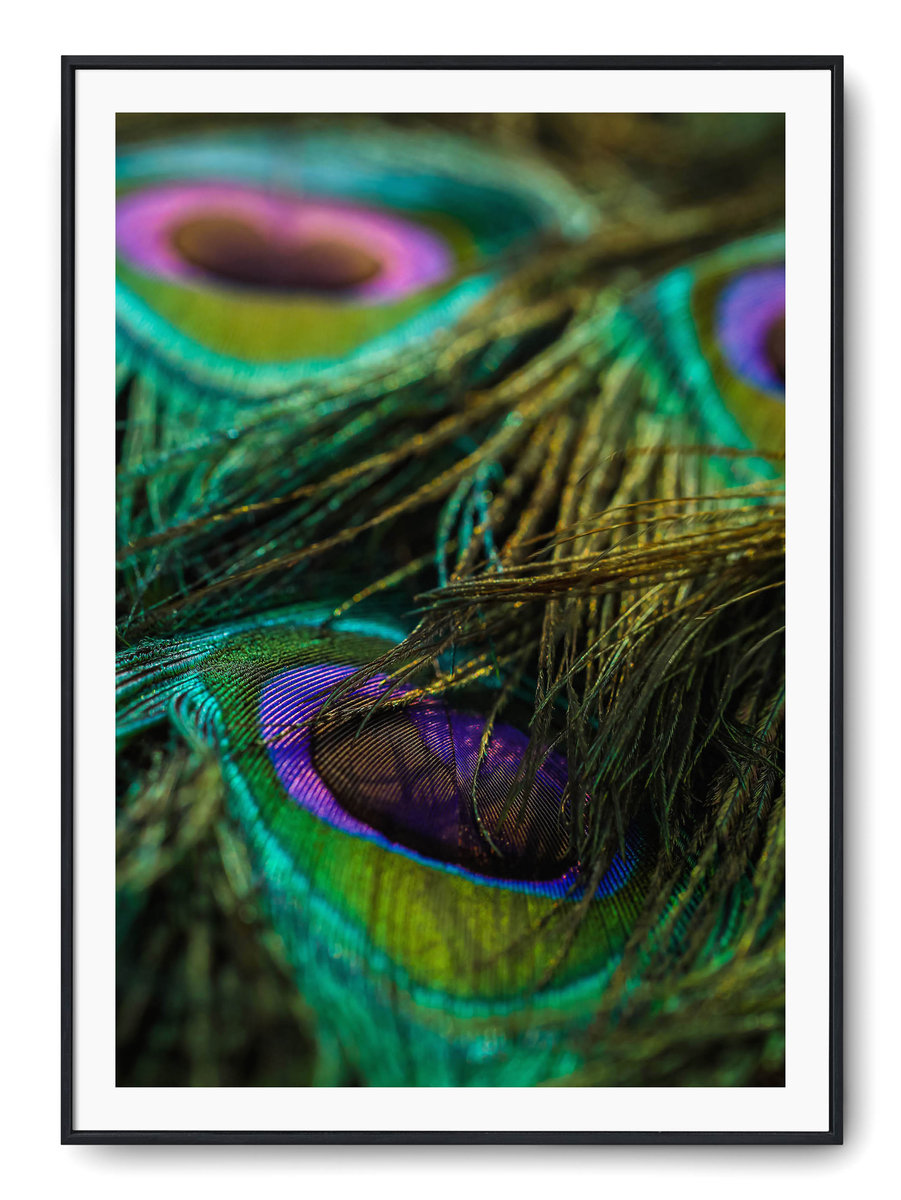 Plakat r A4 21x30 cm Oko Pawie Pióro Zwierzę Natur - Printonia | Sklep ...