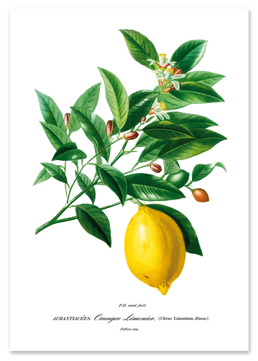 Plakat roślina cytryna owoc 21x29,7 cm A4 - Inna marka | Sklep EMPIK.COM