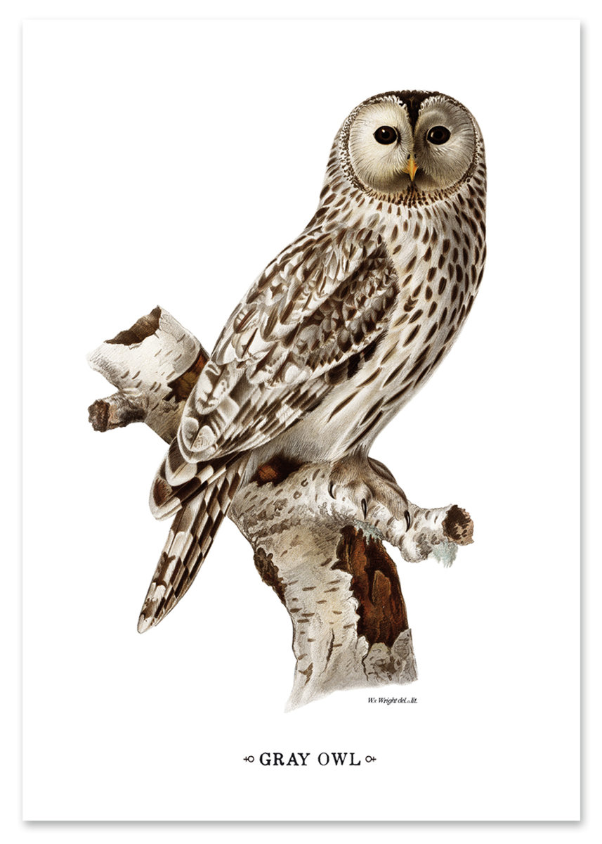 Plakat sowa vintage 70x100 cm - Inna marka | Sklep EMPIK.COM