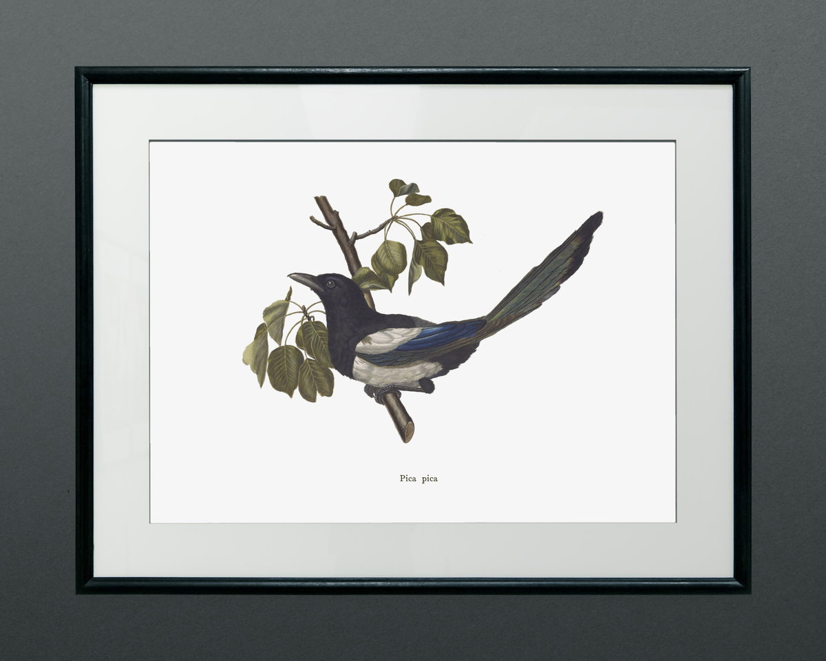 Plakat Sroka, ptaki Polski, grafika ze starego atlasu ptaków 30x40 (A3 ...