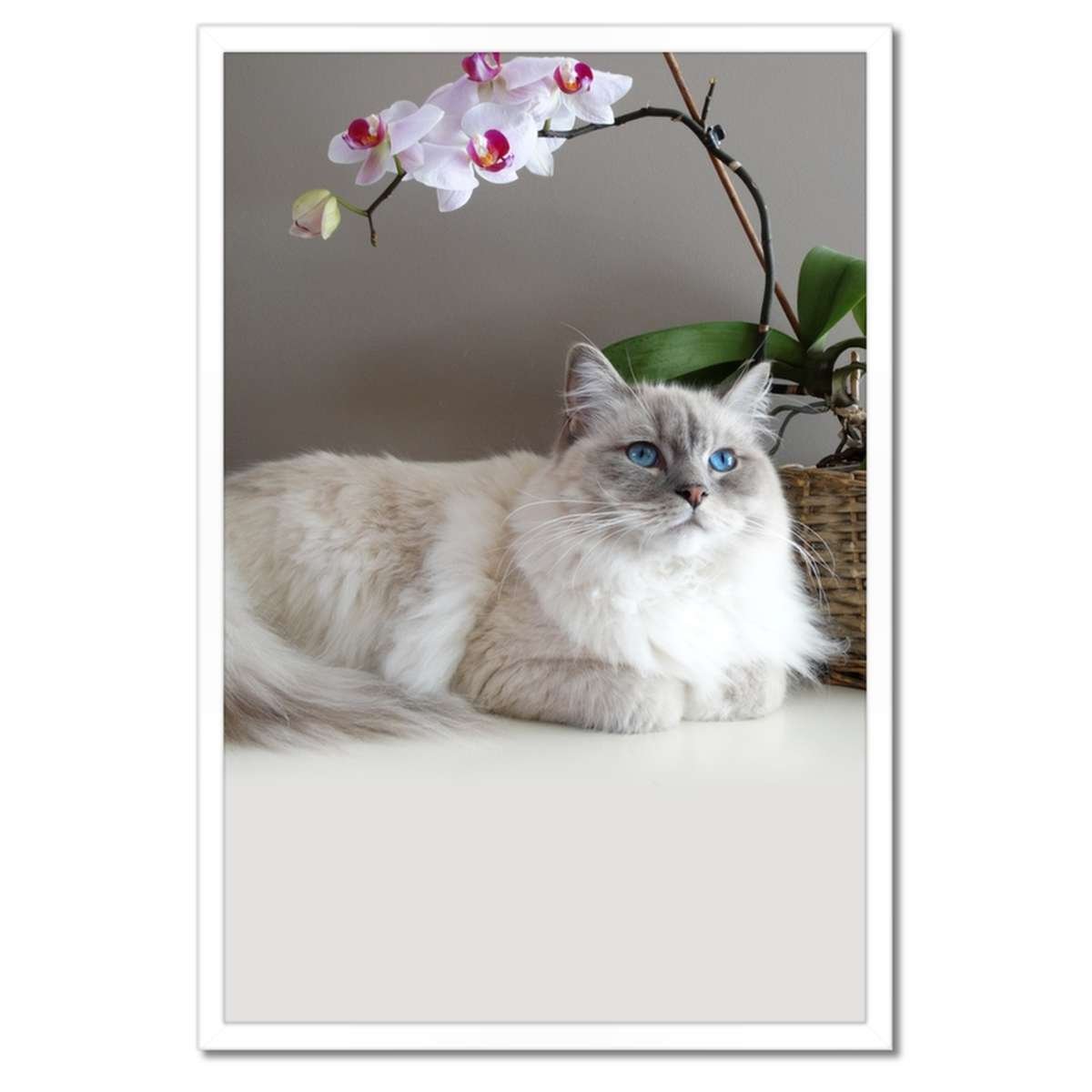Plakat w ramie 40x60 Kot rasy Ragdoll - ZeSmakiem | Sklep EMPIK.COM