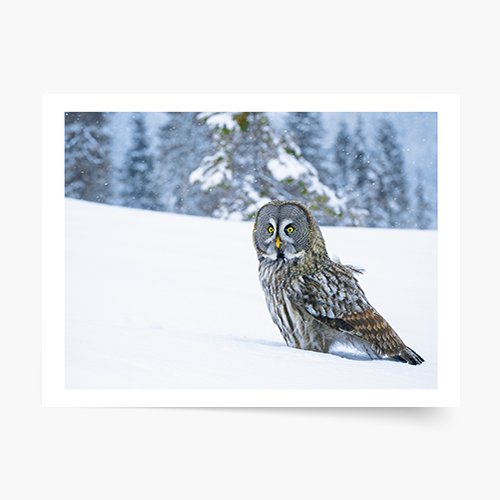 Plakat, Zima: Sowa, 70x50 cm - Empik Foto | Sklep EMPIK.COM