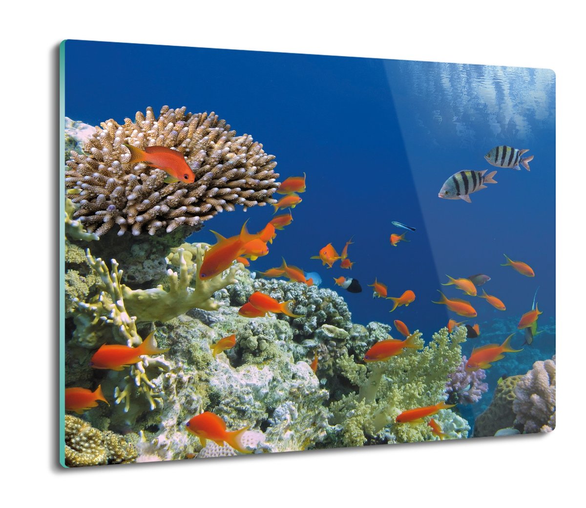 płyty ochronne na indukcję Rafa ocean ryby 60x52, ArtprintCave ...