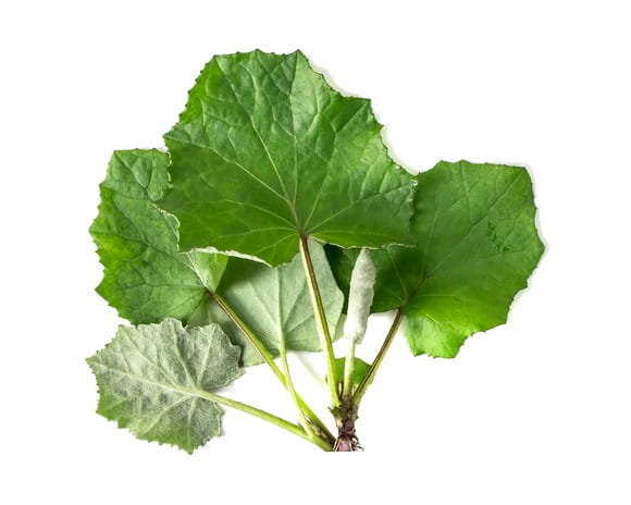 Podbiał EQUIHERBS liść 500g - Inna marka | Sklep EMPIK.COM