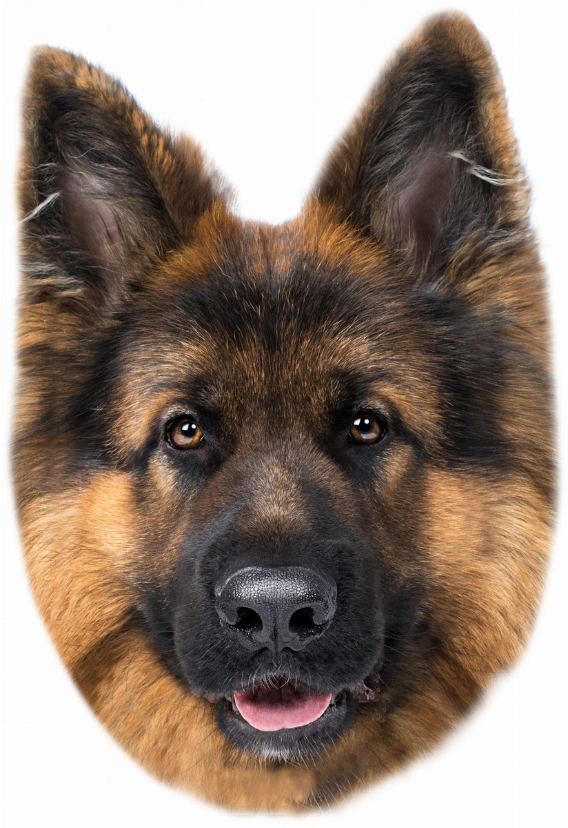 Poduszka kształtka kształtowa Pies Wilczur - Carbotex | Sklep EMPIK.COM