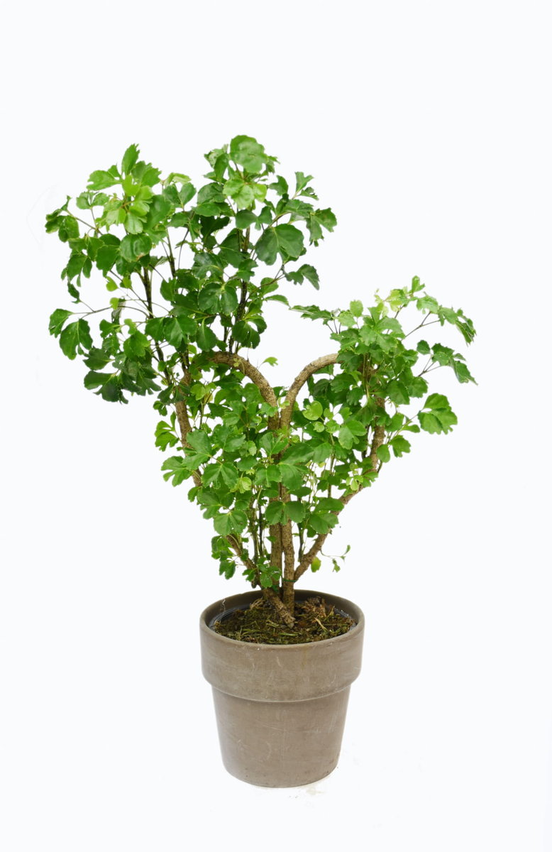 Polyscias Hart Serce Bonsai Drzewo P12 - DIXIE STORE | Sklep EMPIK.COM