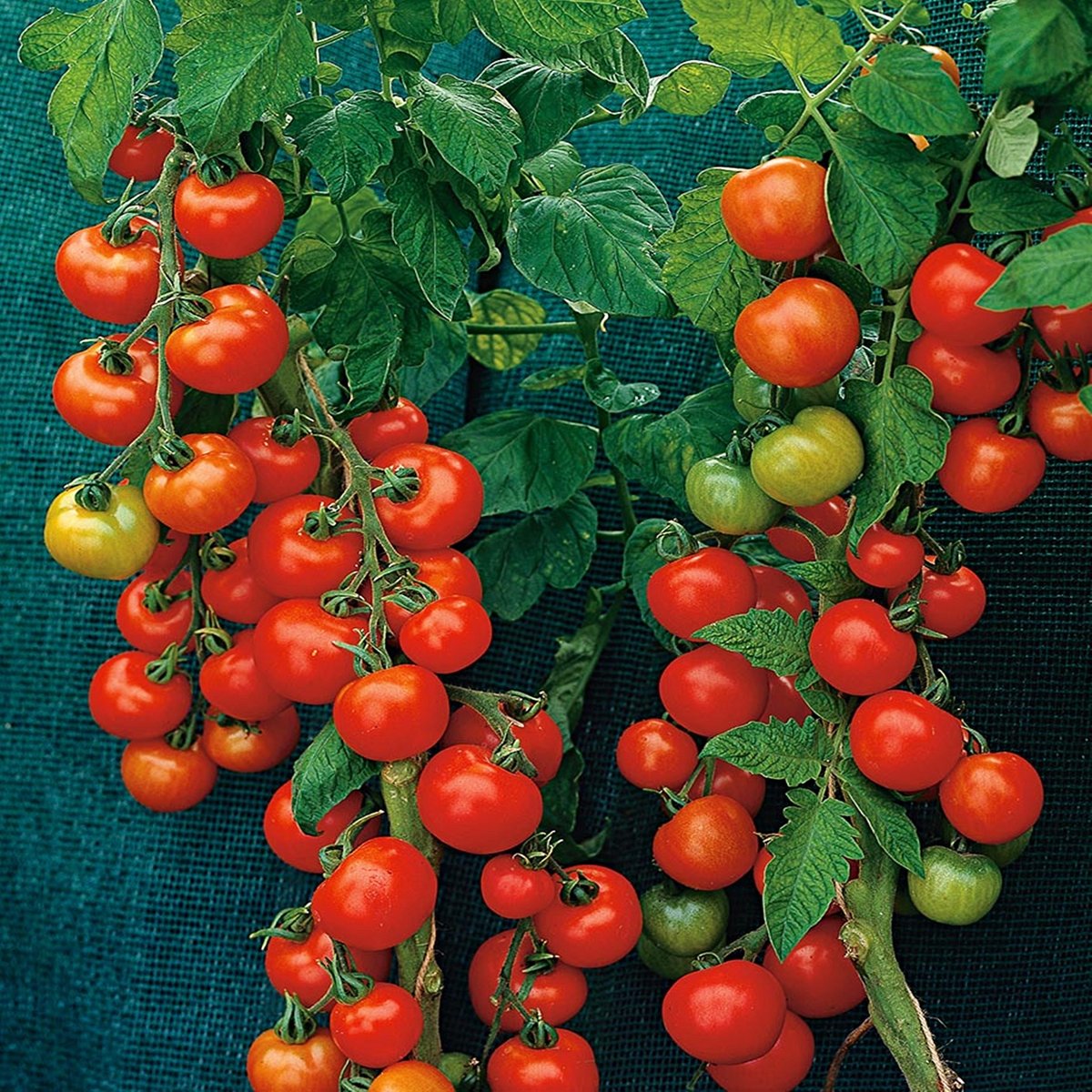 Pomidor gruntowy HARZFEUER F1 Solanum lycopersicum L. - Toraf | Sklep EMPIK.COM